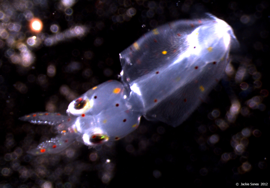 The Natural History of Bodega Head: Pigments and pens