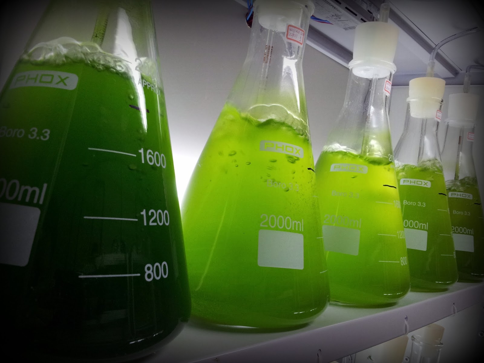 Sala de Cultivo de Microalgas - NPDEAS