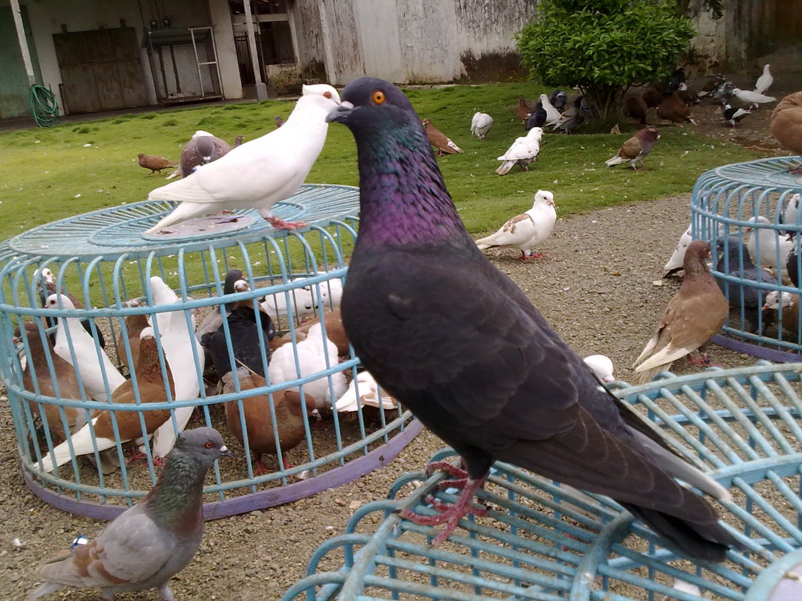 Wallpaper: Burung Dara Merpati Scorpion