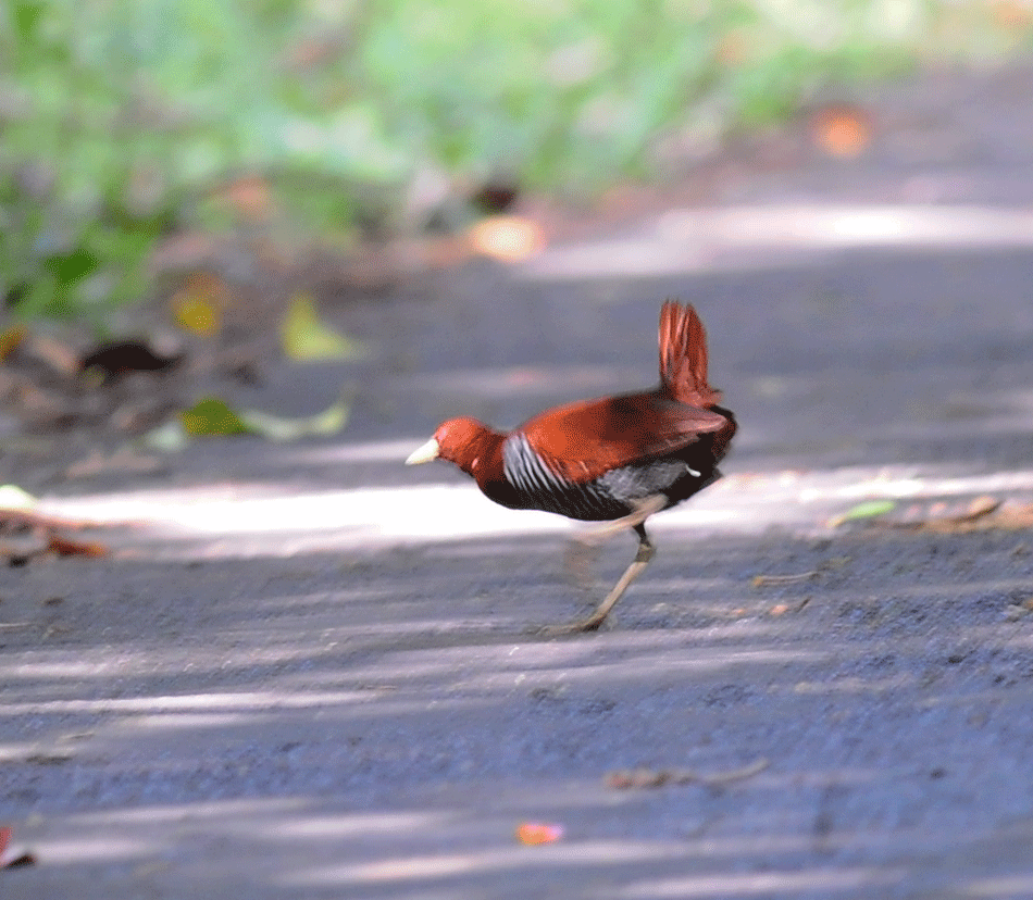 Andaman crake - Alchetron, The Free Social Encyclopedia