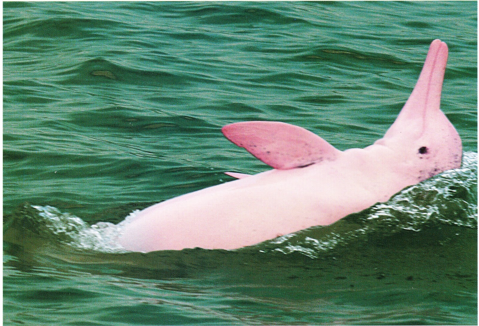 Stedentrips en uitstapjes: Dag 6: Boottocht roze dolfijnen