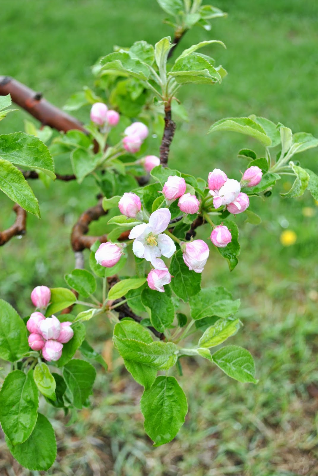 The Grower's Daughter: Orchards in Bloom