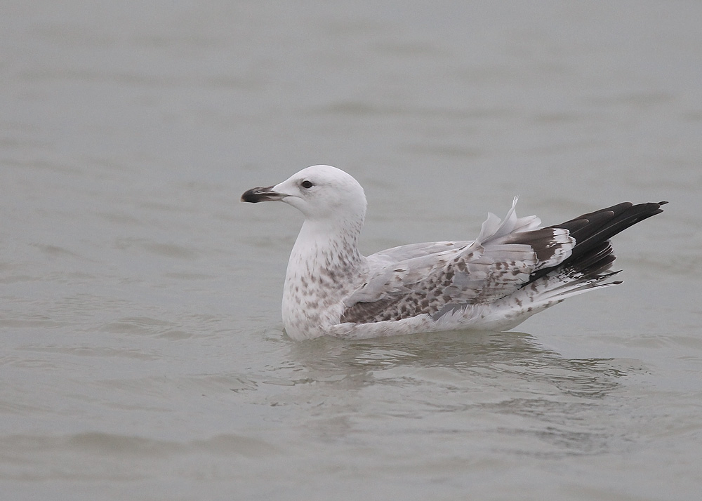 Richard Smith - Birdwatching Days Out: GLAUCOUS GULL, juvenile, CASPIAN ...