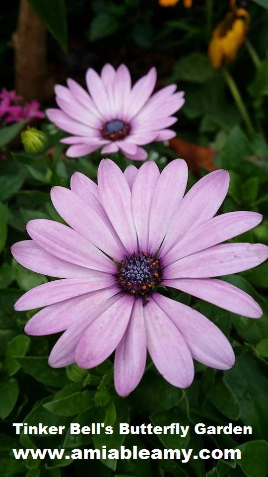 BEYOND PHOTOGRAPHY: Blooms Inside the Tinker Bell's Butterfly Garden