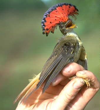 The Jungle Store: Colorful Royal Flycatchers