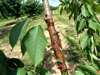 Fruit Ag Updates: Spray Cherry Trees for Bacterial Canker