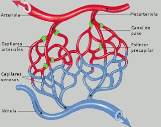 SISTEMA CARDIOVASCULAR: CAPILARES SANGUÍNEOS