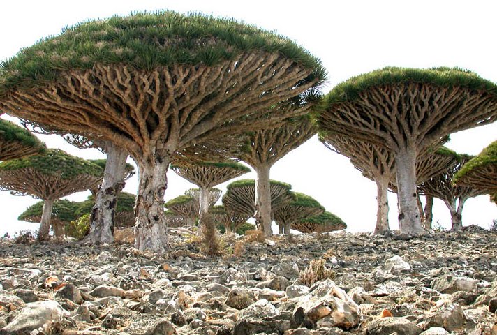 Green Earth: Endangered Trees