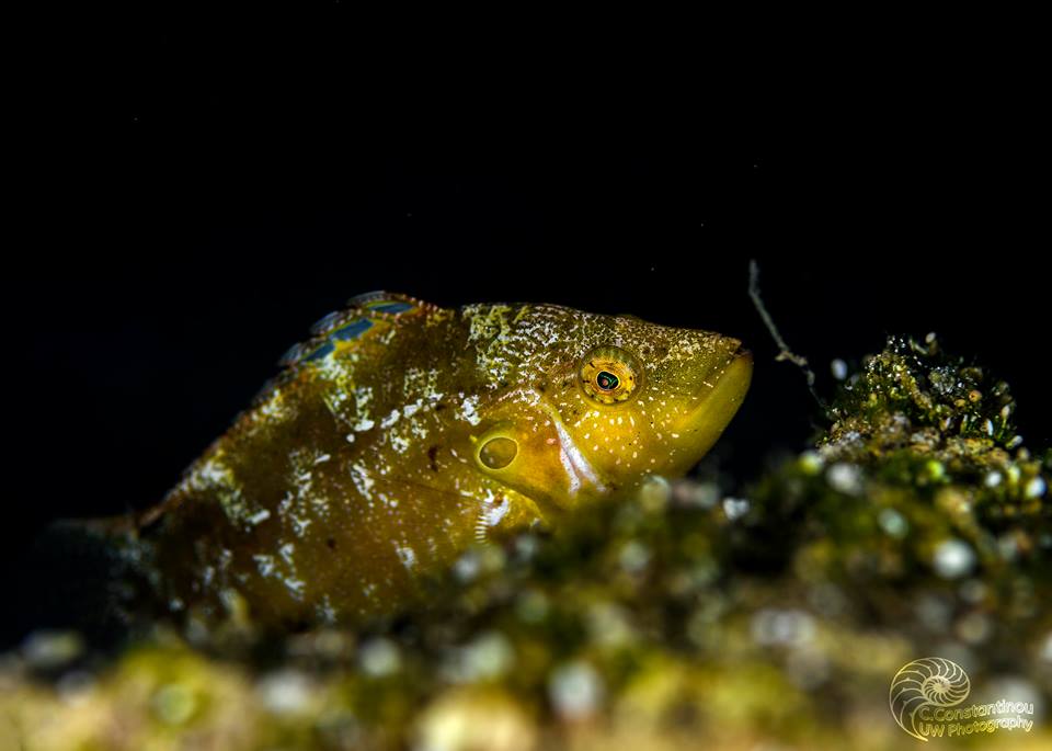 Biodiversity of Cyprus by NGO Protection of the Natural Heritage and ...