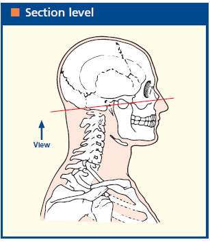 Head sectional anatomy