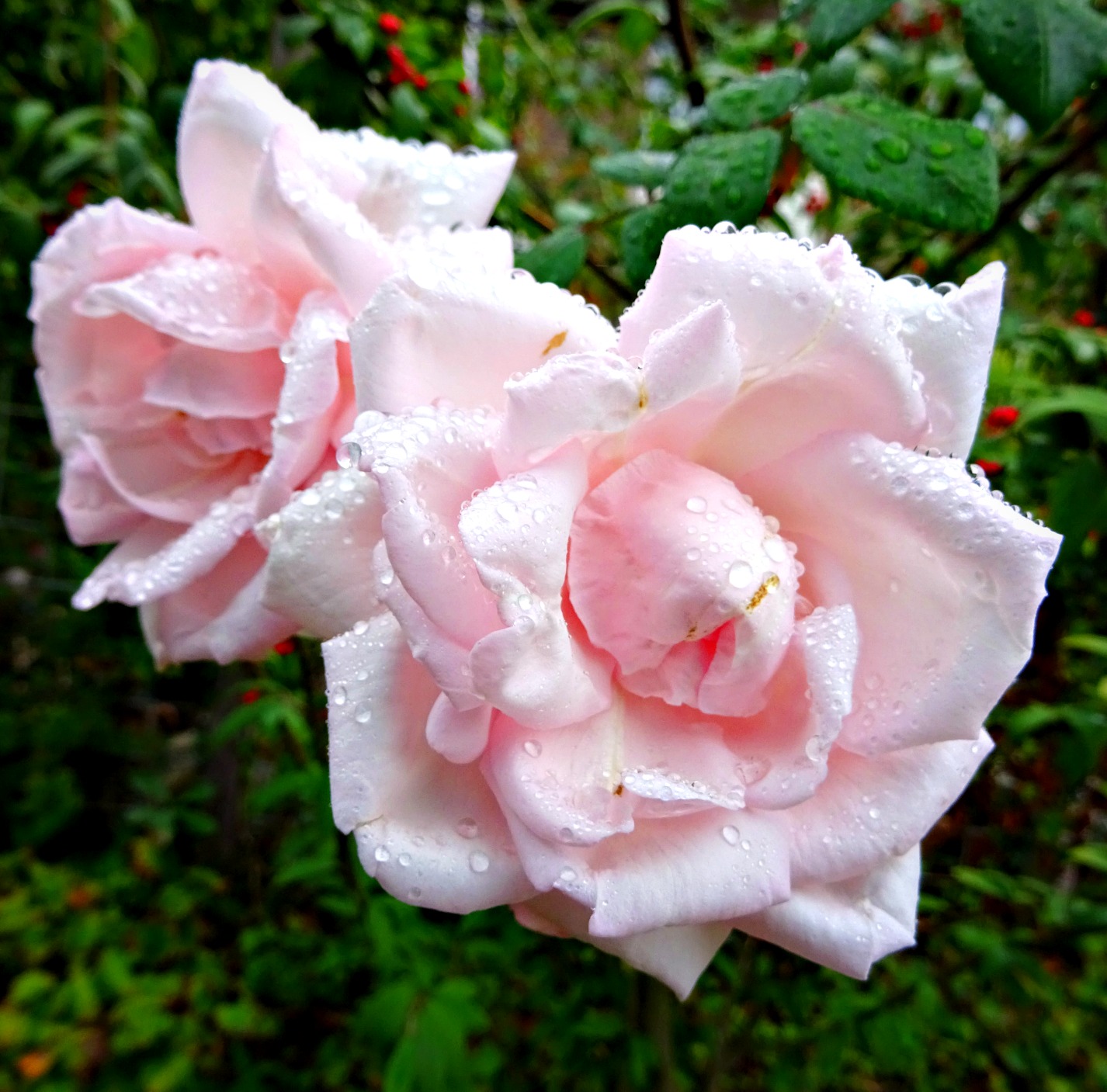 Een roos is een roos is een roos