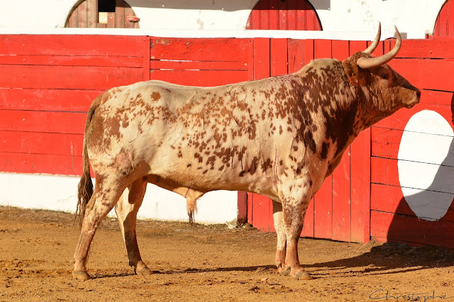 Toreo en Red Hondo: PINTAS DEL TORO DE LIDIA (2):