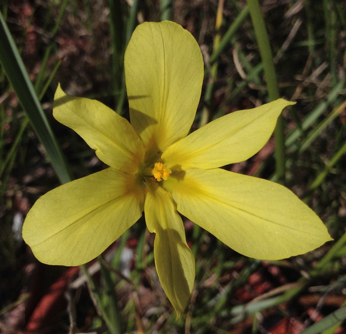 Growing Cool Plants: Moraea collina