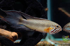 期待をよそに | アピストグラマに魅せられて