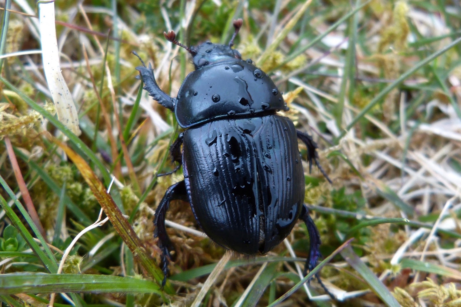 A Kilchoan Diary: Dor Beetle