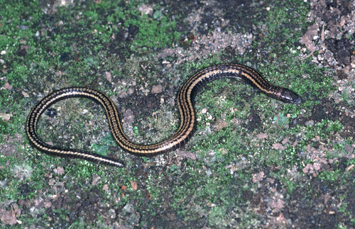 Scincomorpha - True Lizard