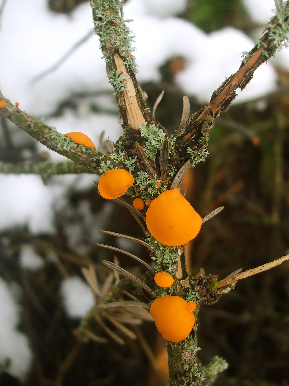 Calderdale Fungi - Halifax Scientific Society - Mycology Section: Fir ...
