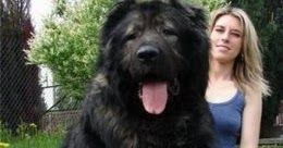 Terbaru 25+ Anjing Kawin Dengan Wanita