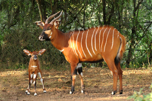 Bongo | The Life of Animals