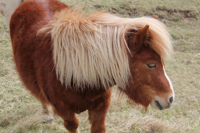 MilesIsland: Horses of Mull
