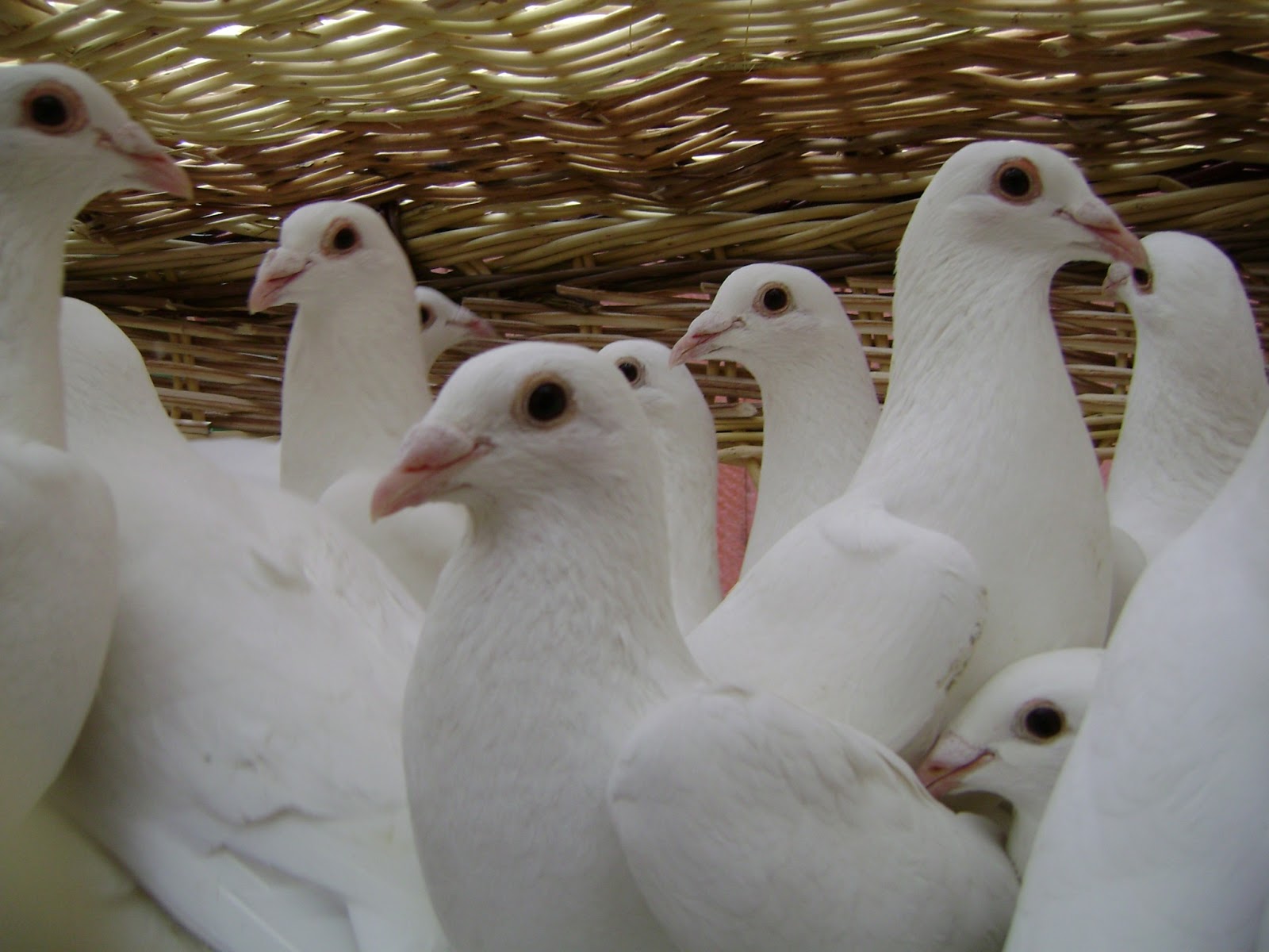 Porumbei albi pentru nunta in Cluj