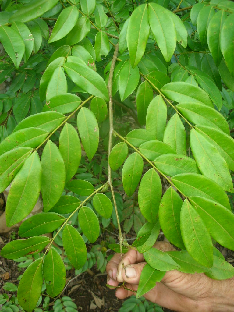 Proyecto Plantas Medicinales: Programa de Reforestación de Copaiba ...