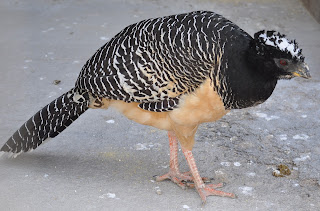 ZOOTOGRAFIANDO (6.100 ANIMALS): MUITÚ / BARE-FACED CURASSOW (Crax ...