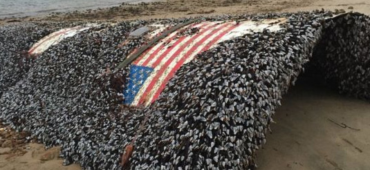 Natural History, Creation and Religious Conflicts: Barnacles from space?