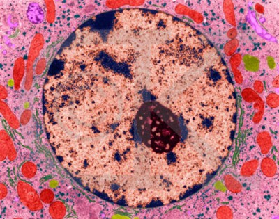 NADIA CREATING :): Anatomi Fisiologi Hati dan Kandung Empedu