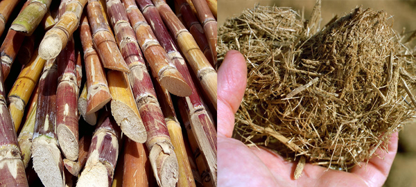 AlGa´s Caribe: El bagazo del azúcar se convertirá en energía verde