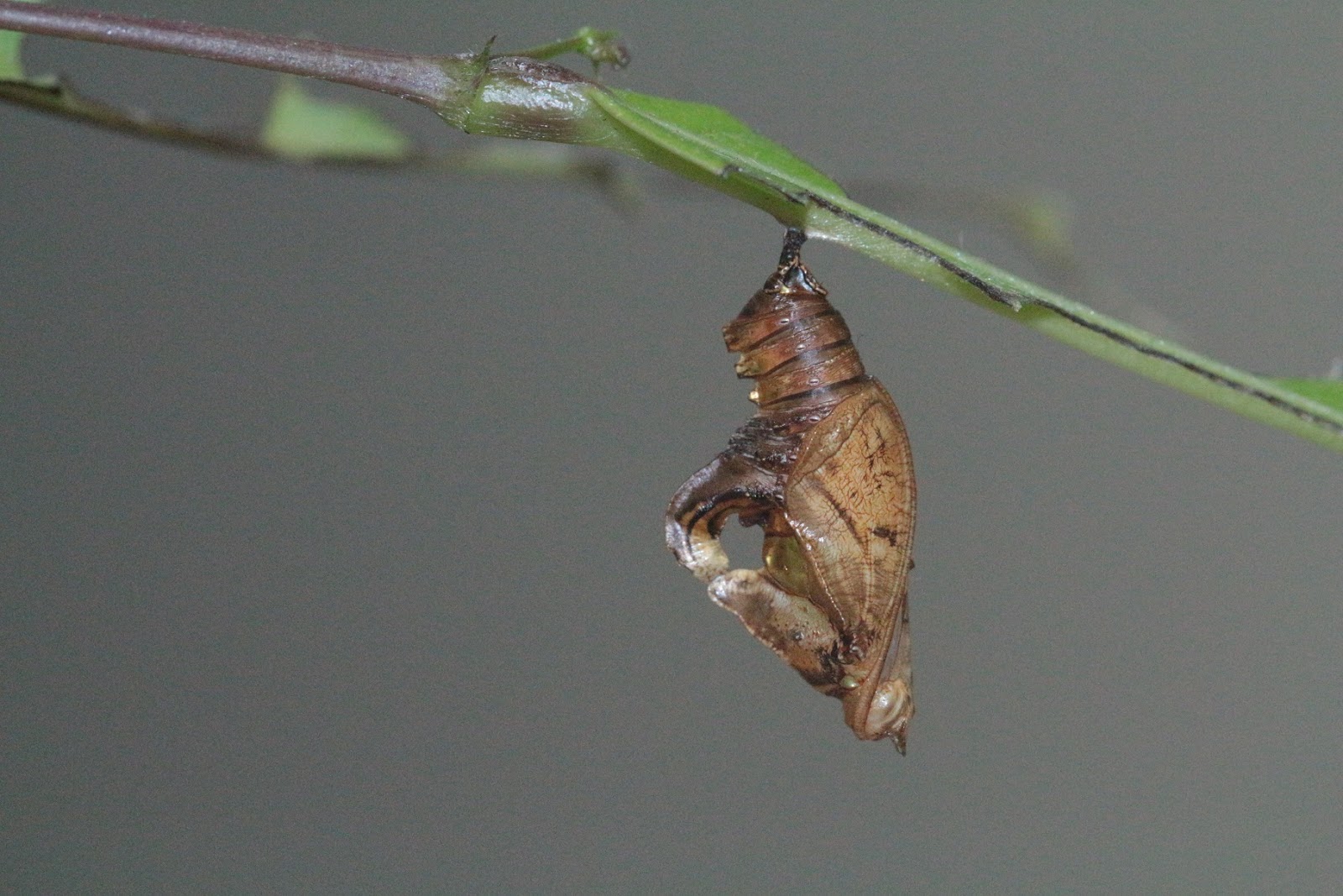 臺灣蝴蝶誌 Butterflies in Taiwan: 雙色帶蛺蝶/台灣單帶蛺蝶(Athyma cama zoroastes)