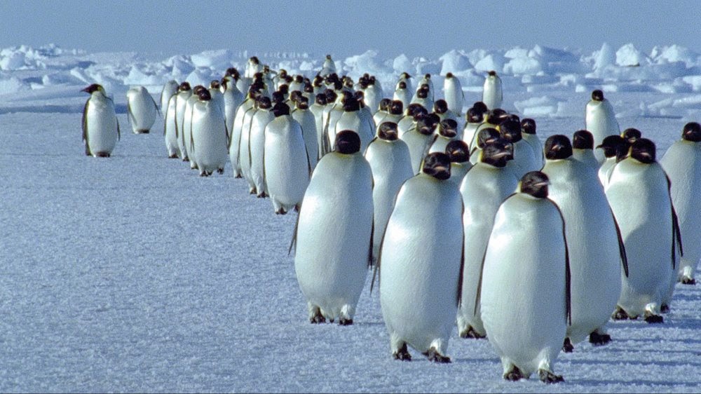 world pinguins