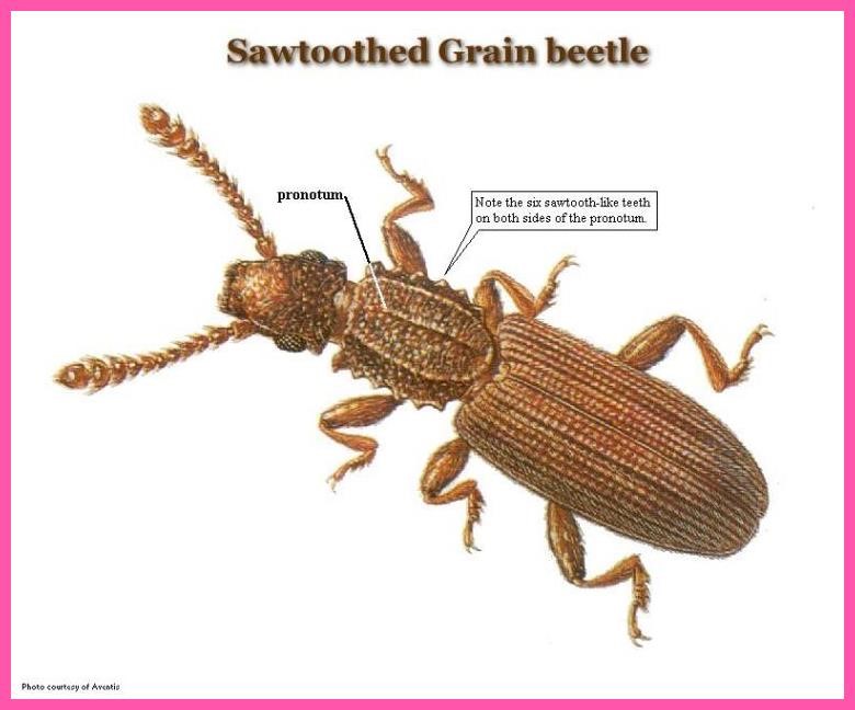 19 Tiny Beetle Like Bugs In Kitchen - GRW8 NOLA WYATT'S BLOG