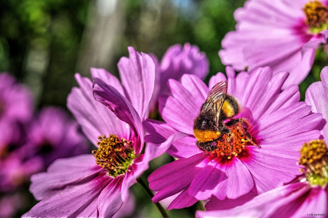 El Blog de Isa y Juan: Bombus terrestris: el abejorro zapador