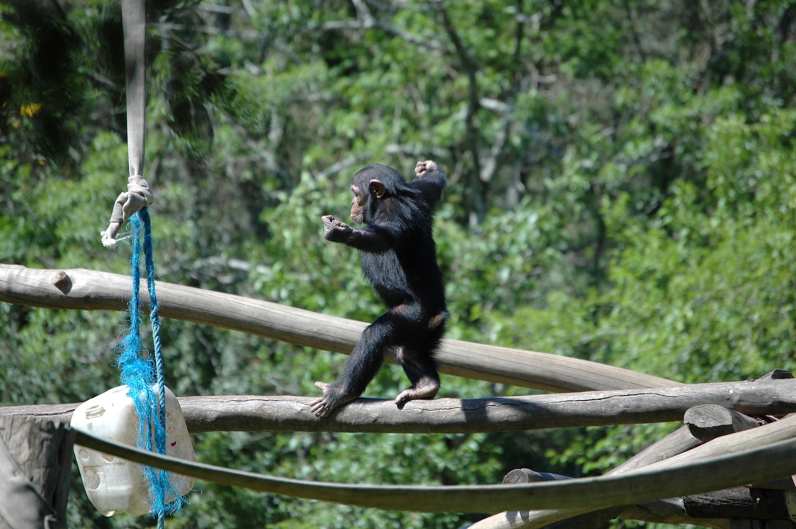 ORALES: A inteligência do macaco.(The intelligence of the monkey).- Zoo ...