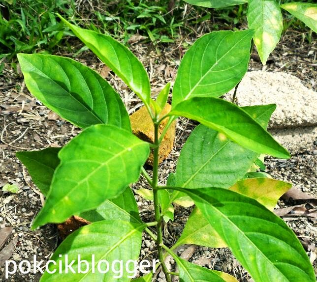 Pokcik Blogger: khasiat daun kepala sari