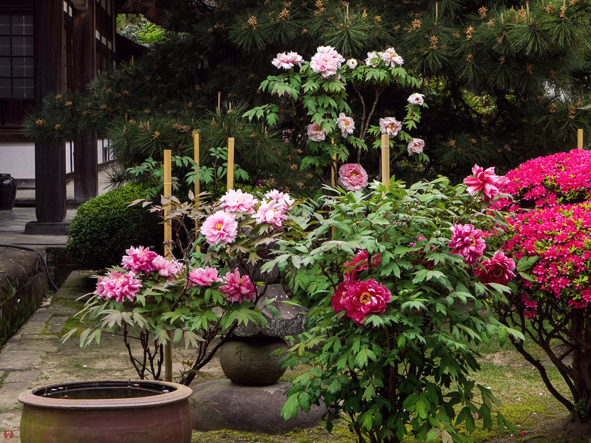 FROM THE GARDEN OF ZEN: Botan (peony) flowers: Kencho-ji