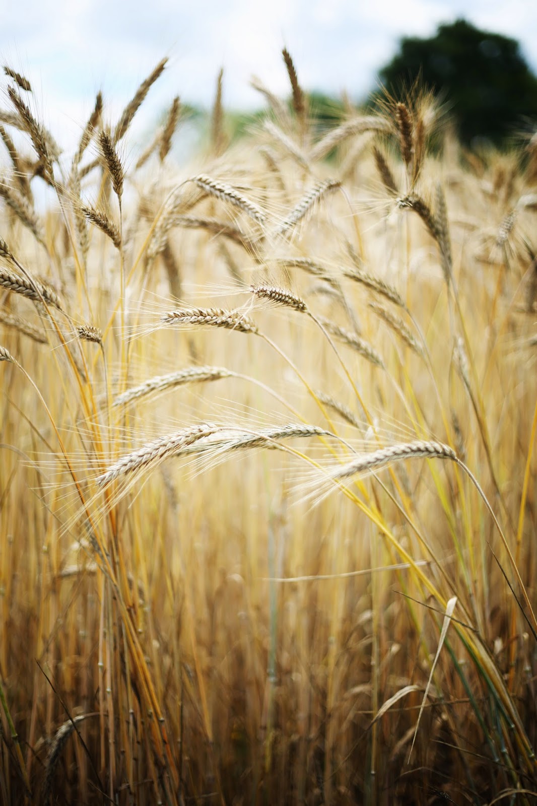 Floorabella's beautiful living: "Into the fields..."