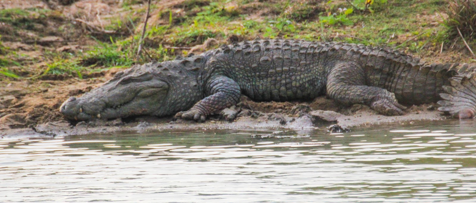 Cannundrums: Mugger Crocodile