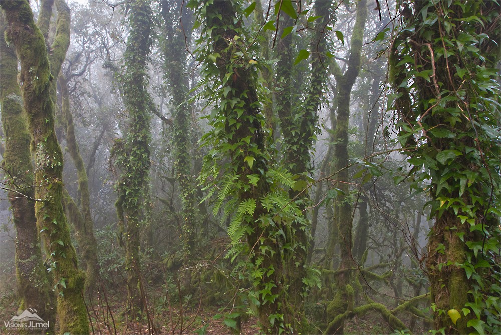 La última selva virgen.