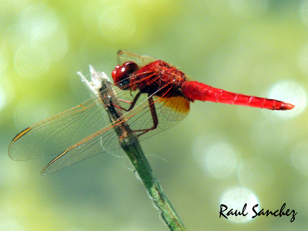 Naturaleza Viva : Libélula roja (Sympetrum sanguineum)