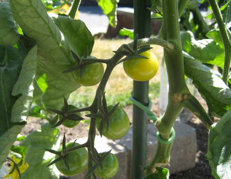 Pacific Northwest Gardener: First Blush on Sun Gold Tomatoes