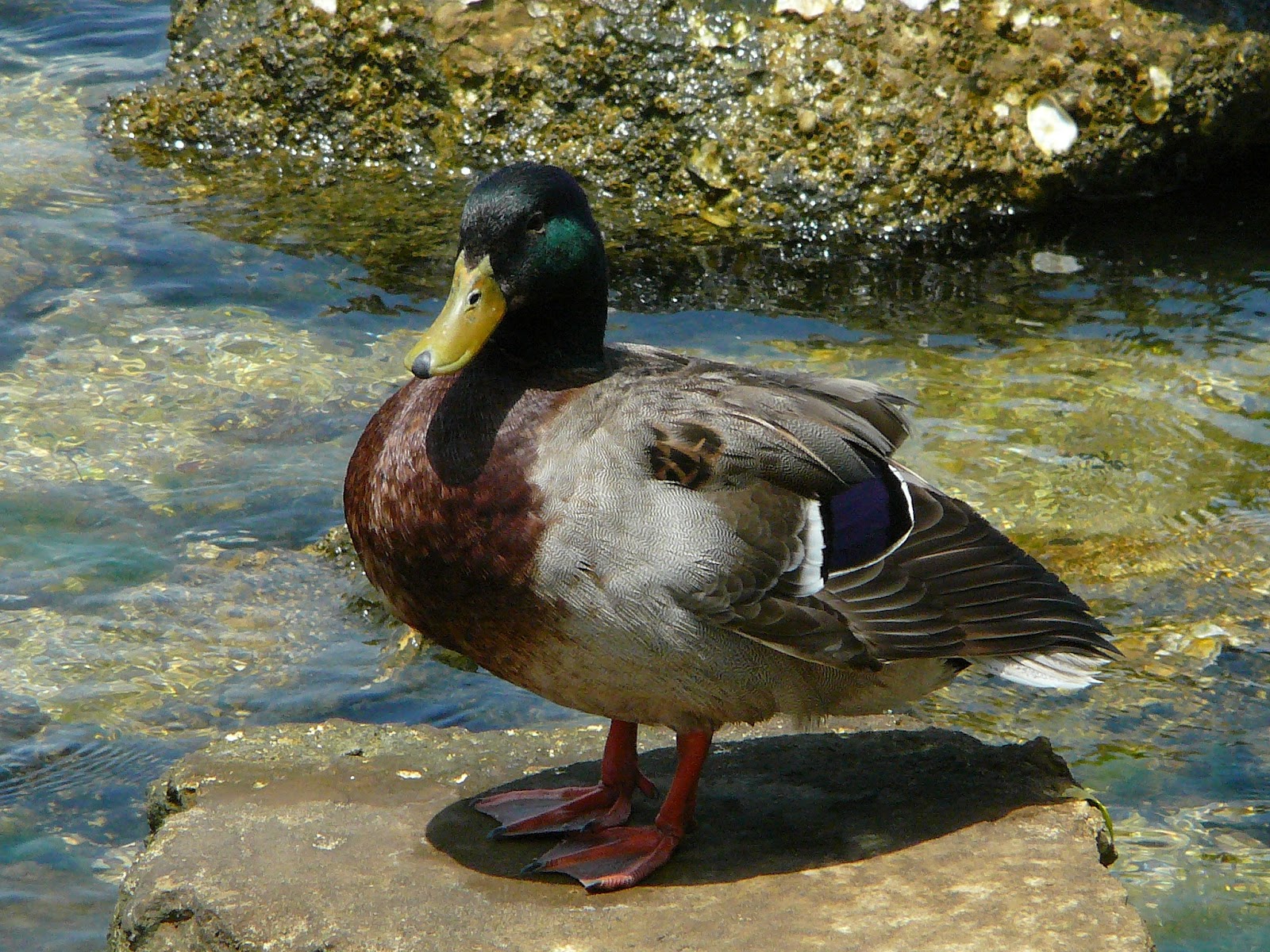 Tampa Daily Photo: Duck catching rays at Ballast Point