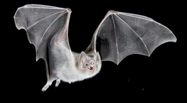 Kelelawar Vampir – Kelelawar Penghisap Darah - Anarufa Pitucha Blog