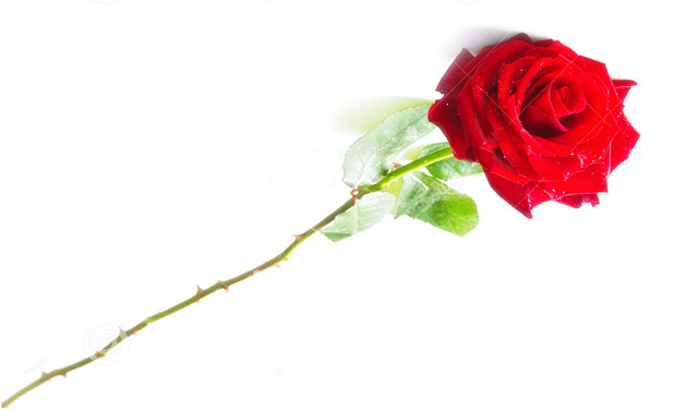 Celoteh Sangkar: Mawar dan Duri