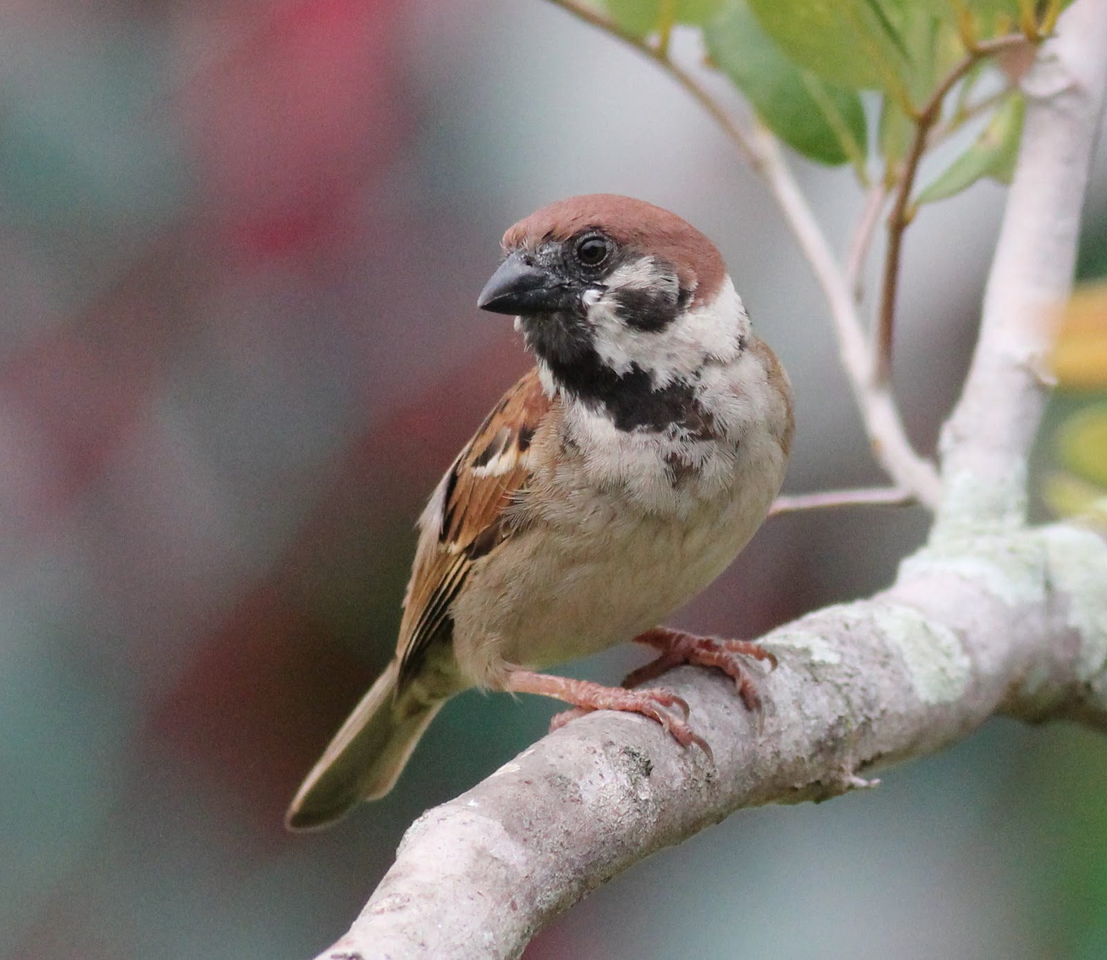 Ron-Nature-Adventures: Common Household and Garden Birds