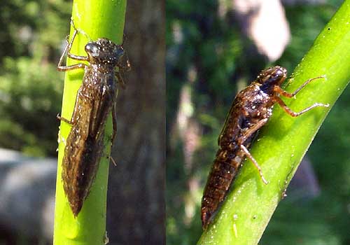 Larva Capung ( Dragonfly Larvae ) - Kelompok Ilmiah Remaja SMA Negeri ...