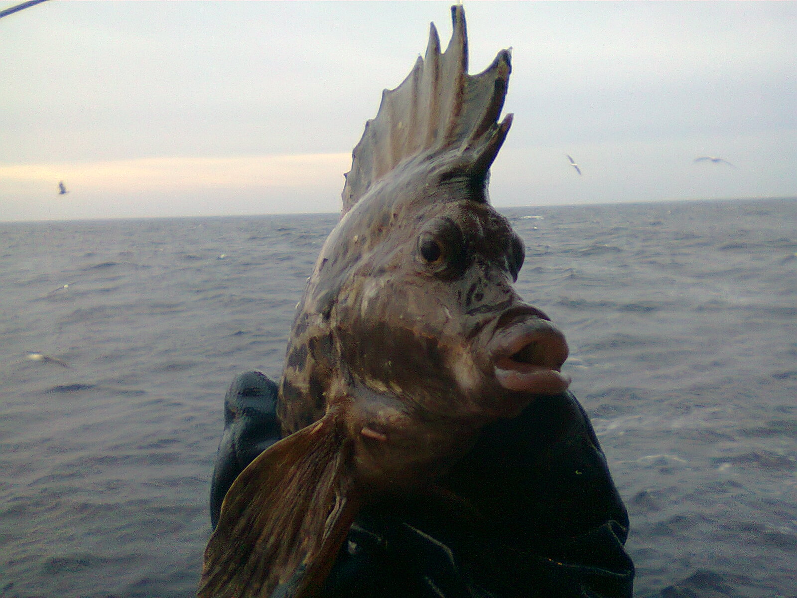 El Mar Argentino-Maffeis Oscar: Peces y mamiferos.