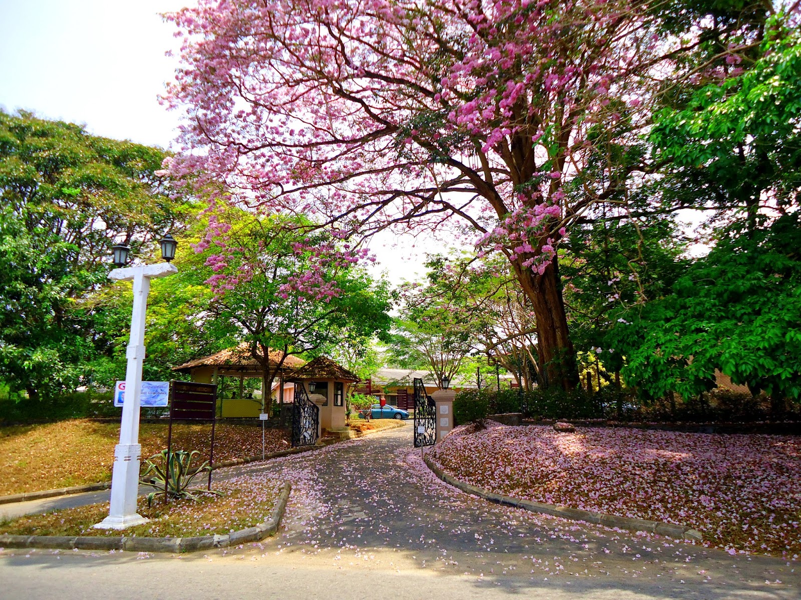 DIW Photography: University Of Peradeniya