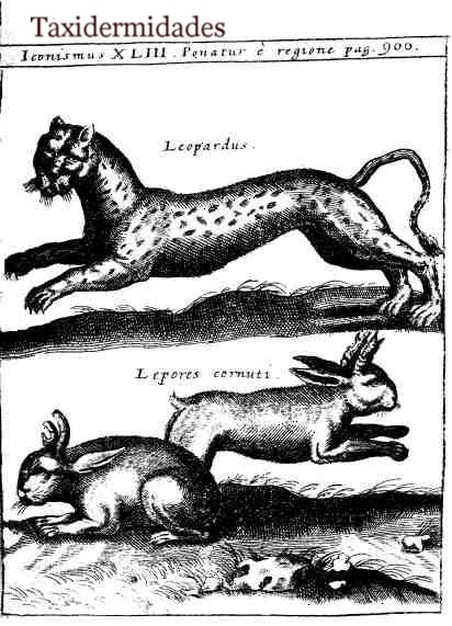 El "jackalope", "Wolpertinger" o lebrílope. | Taxidermidades